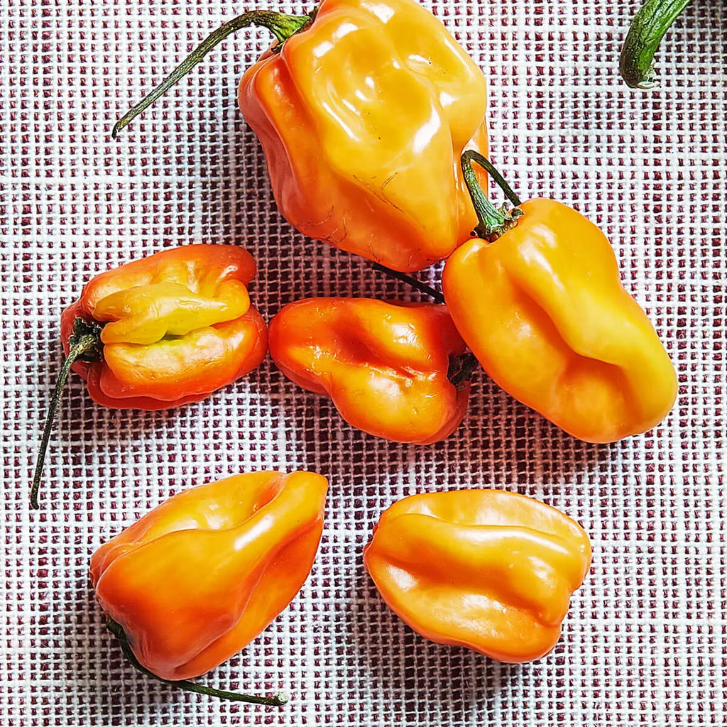 Piri Piri Sauce | Basbaas Foods